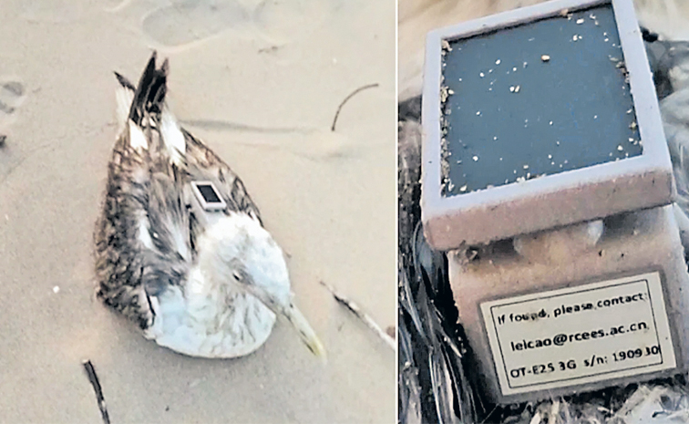 నౌకా స్థావరంలో చైనా గూఢచార పక్షి | Chinese spy bird at naval base | Sakshi