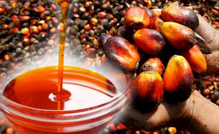 ఆయిల్‌ పామ్‌ సాగుపై పెరుగుతున్న ఆసక్తి | Oil Palm Farming Gains ...