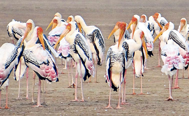 కిలకిలా రావాలా.. | Flamingo Festival to begin from January 10 in ...
