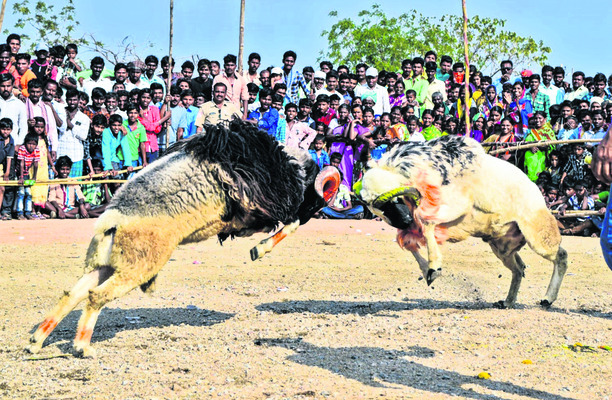 పొట్టేళ్ల పోటీలా.. మజాకా | - | Sakshi