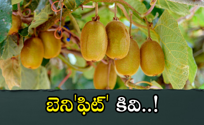 benefits with kiwi fruits | Sakshi