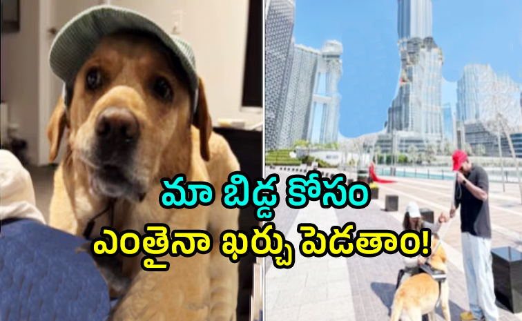 కుక్క కోసం రూ. 15 లక్షలా..? ఎన్నారై దంపతులు.. | Indian Couple Spends Rs ...