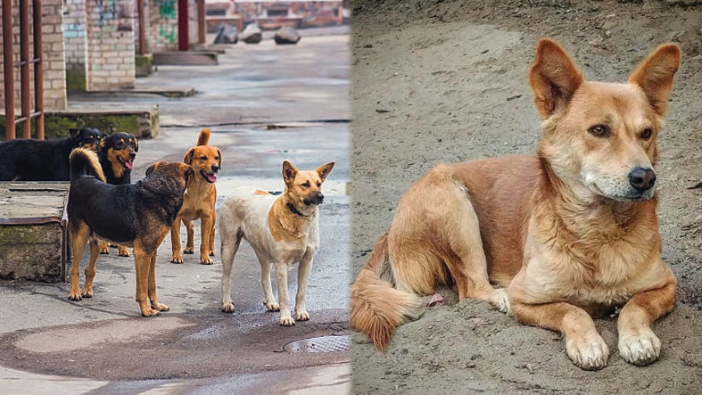కుక్క మూడ్‌ చెప్పగలమా? | SC Slams States Over Stray Dog Menace on Roads ...