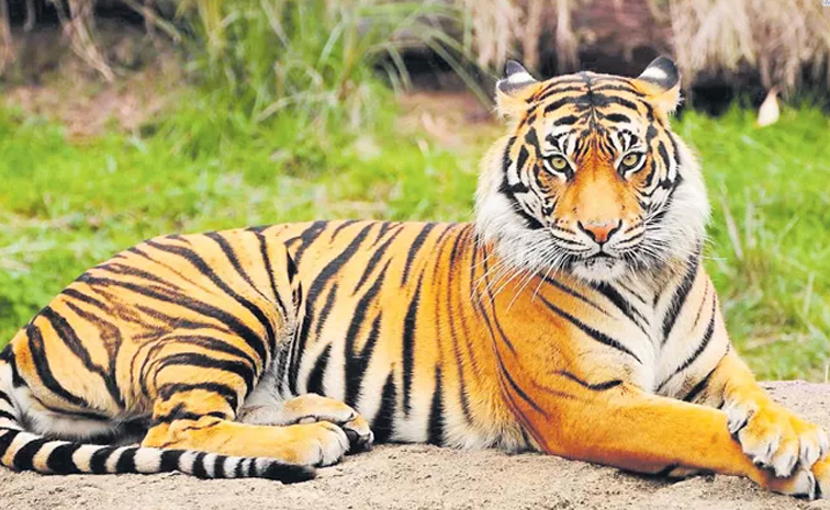 అమ్మో.. పులి | Tiger Serial attacks on animals in Yadadri district | Sakshi