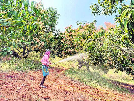 విరబూసిన ఆశలు! | - | Sakshi