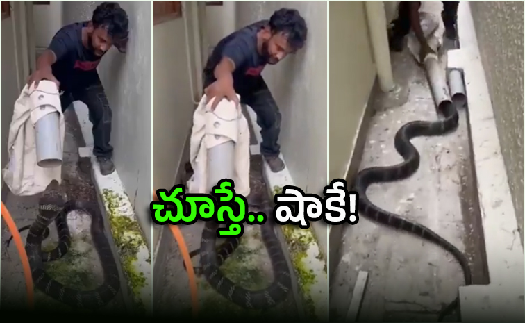 వైరల్‌ వీడియో.. కింగ్‌ కోబ్రాతోనే ఆటలా..? | Daring Snake Handler ...