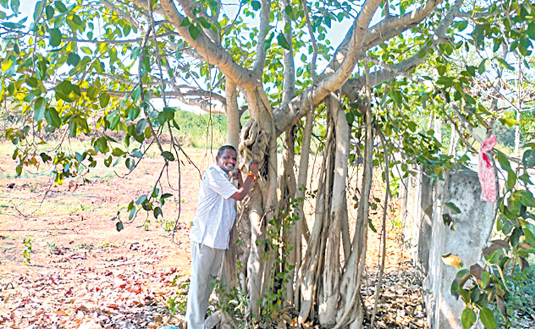 పిట్ట ముట్టడం లేదని.. చెట్టును పెంచాడు! | Warangal man planted Banyan ...