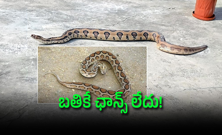 6 ఫీట్లు పొడవు.. 40 కిలోల బరువు.. కాటేస్తే ఖతమే! | Danger In ...