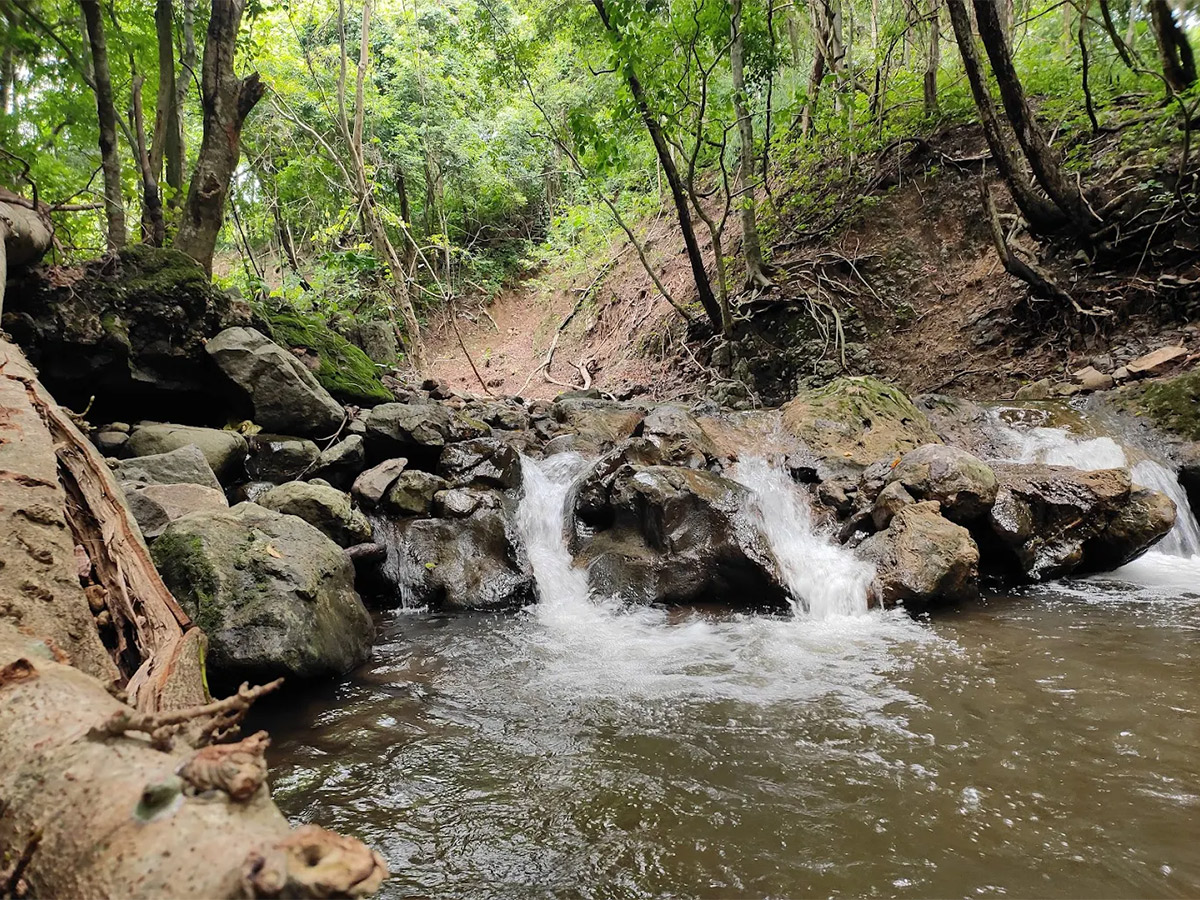 ఏపీలోని ఈ గుడి చాలా స్పెషల్..దట్టమైన అటవీ ప్రాంతంలో వెలసిన అమ్మవారు ...