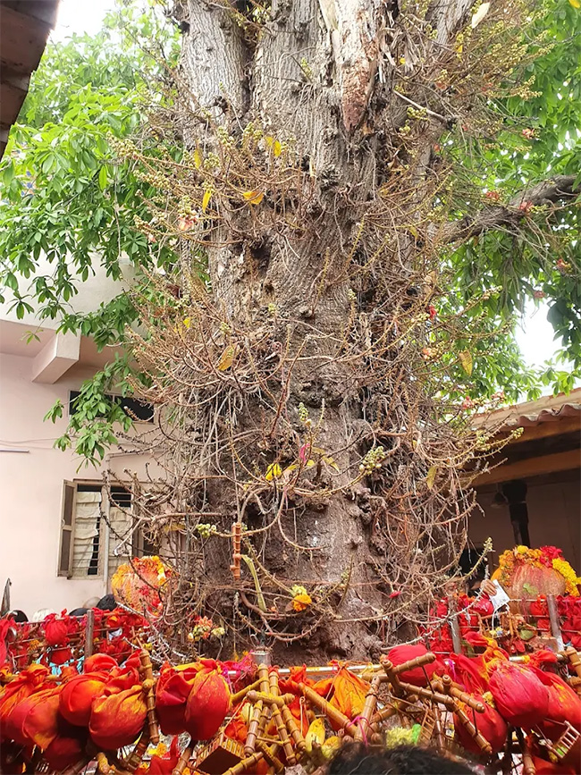 ఏపీలో ఈ సుబ్రహ్మణ్యేశ్వర స్వామి ఆలయం ఎంతో ప్రసిద్ధి.. ఎక్కడో తెలుసా ...