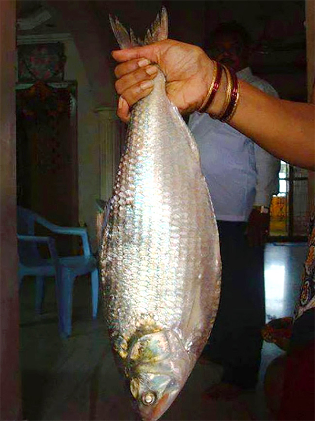 నోరూరించే పులస వచ్చేస్తోంది..రెడీనా! (ఫొటోలు) | East Godavari : Pulasa ...