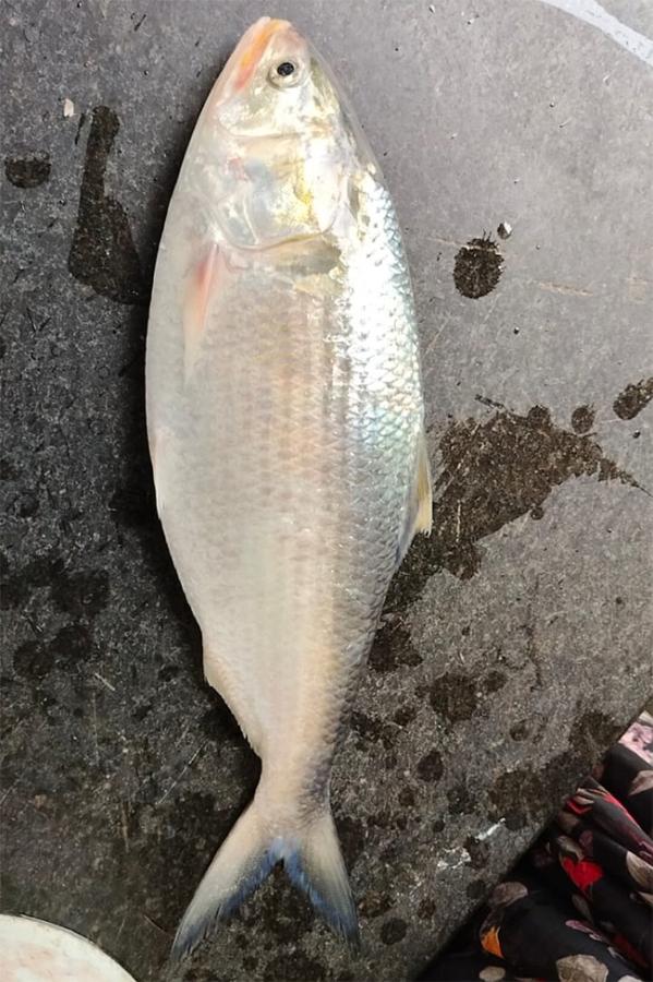 నోరూరించే పులస వచ్చేస్తోంది..రెడీనా! (ఫొటోలు) | East Godavari : Pulasa ...