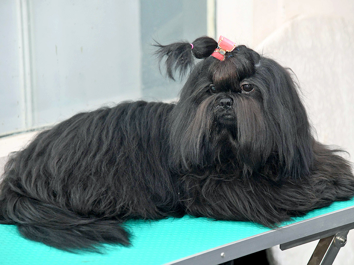 హైదరాబాద్‌ : పెట్‌ షో అదరహో (ఫొటోలు) | Dog Show in Hyderabad Photos ...