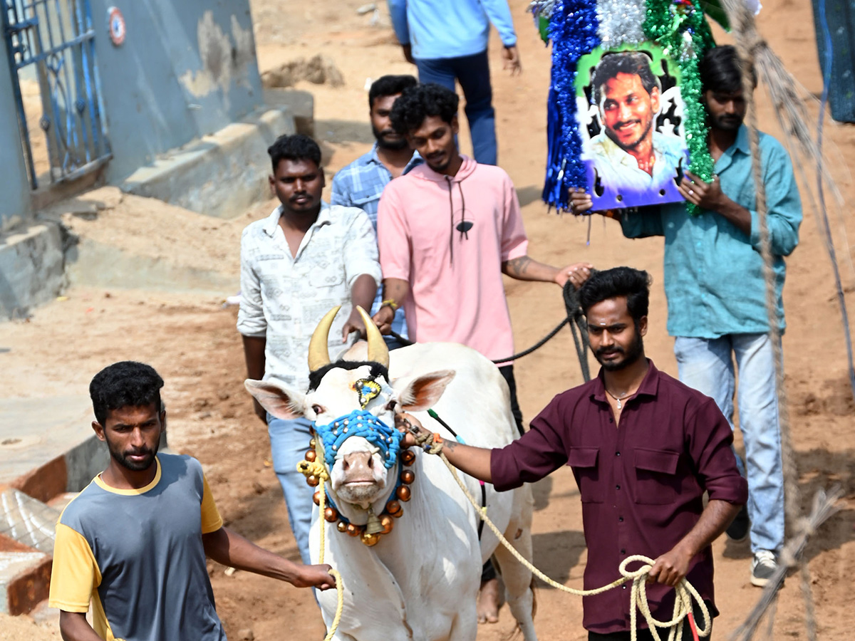 కాలుదువ్వుతూ..రంకెలేస్తూ రంగంపేట జల్లికట్టు (ఫొటోలు) | Rangampeta ...