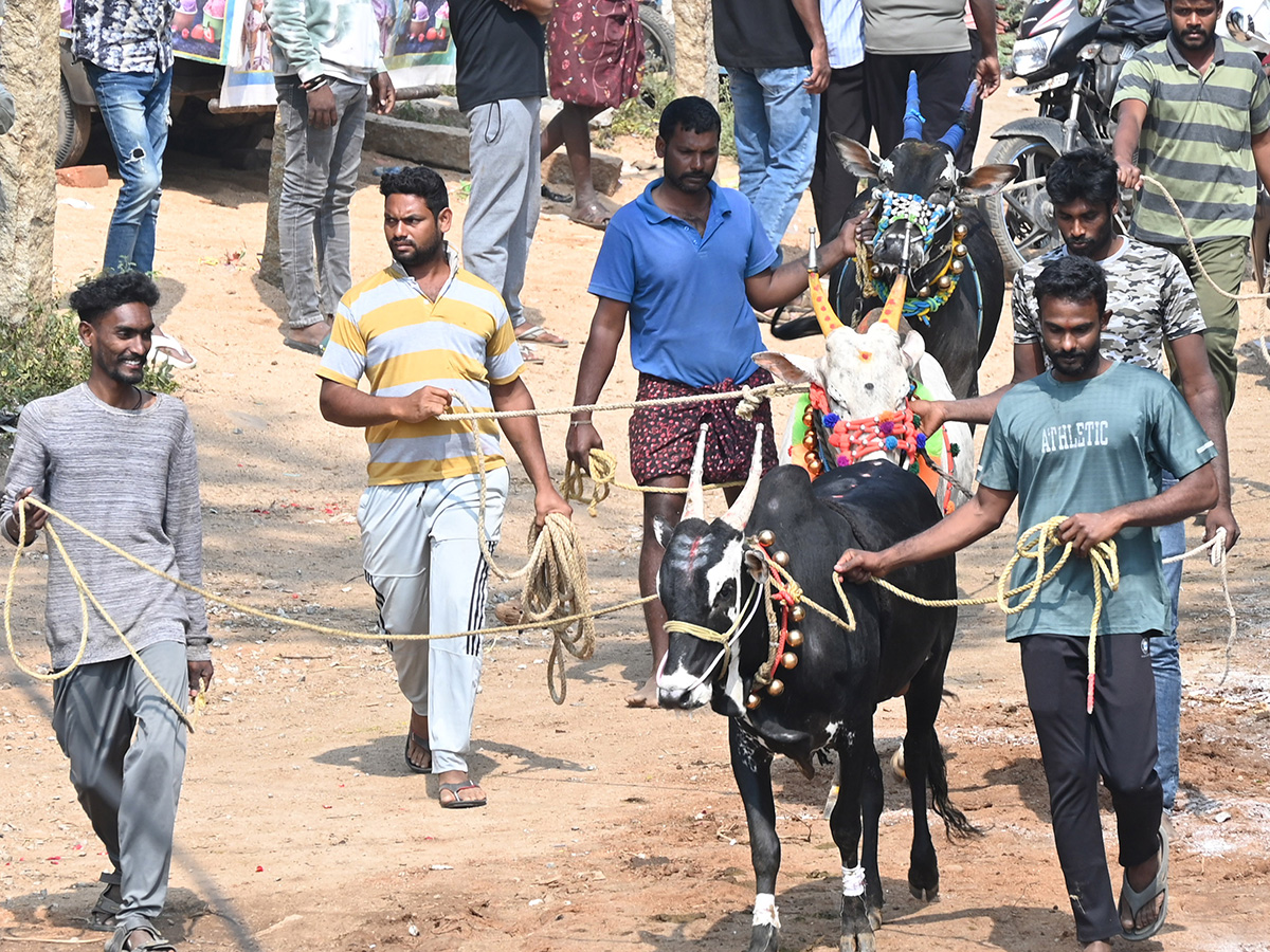 కాలుదువ్వుతూ..రంకెలేస్తూ రంగంపేట జల్లికట్టు (ఫొటోలు) | Rangampeta ...